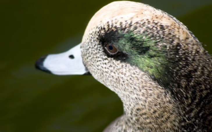 Animal Wellness Guide | Holistic Health For Animals