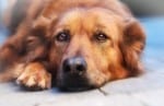 Symptoms of Compassion Fatigue (And How to Cope) | Animal Wellness Guide