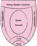 Chinese Medicine and the Equine Tongue | Animal Wellness Guide